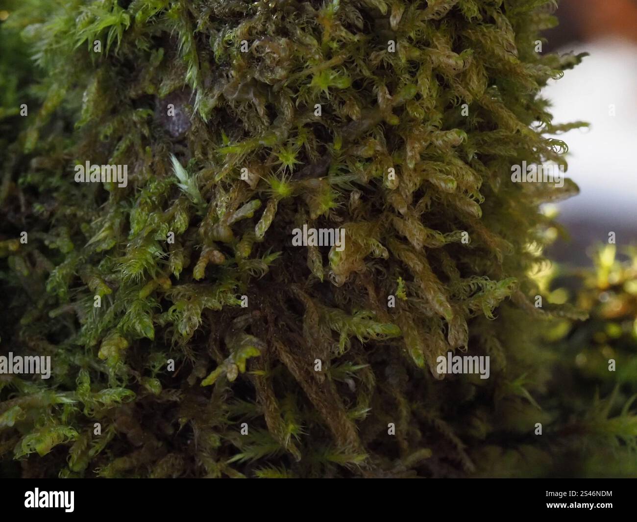 Sickle-leaved Hook-moss (Sanionia uncinata Stock Photo - Alamy