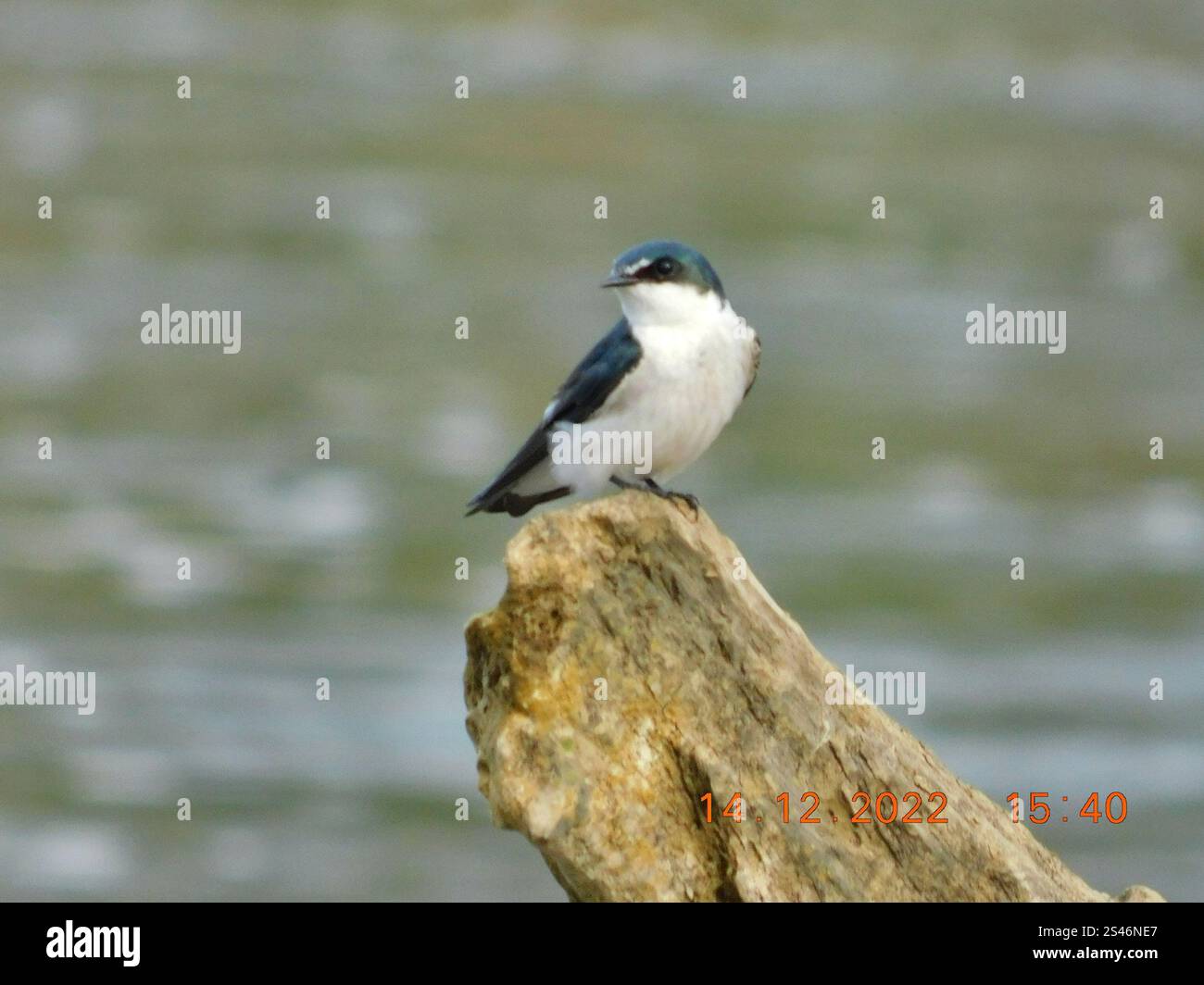 Mangrove Swallow (Tachycineta albilinea Stock Photo - Alamy