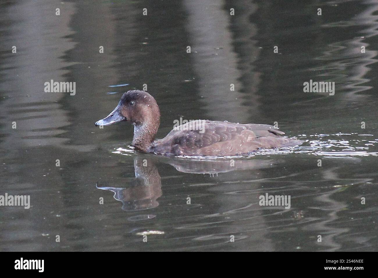 Hardhead (Aythya australis Stock Photo - Alamy