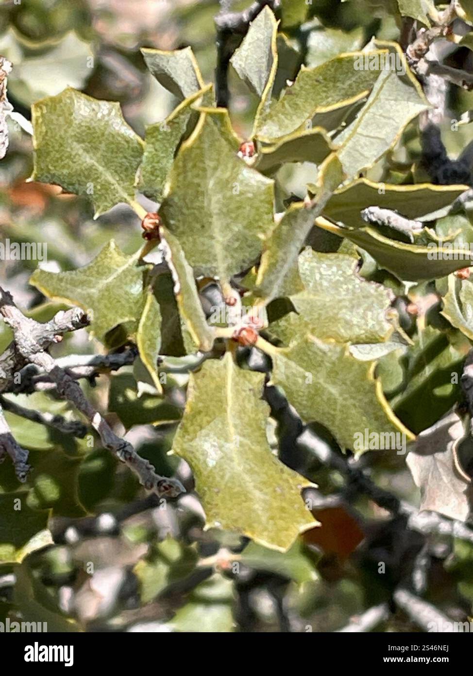 Muller's oak (Quercus cornelius-mulleri Stock Photo - Alamy