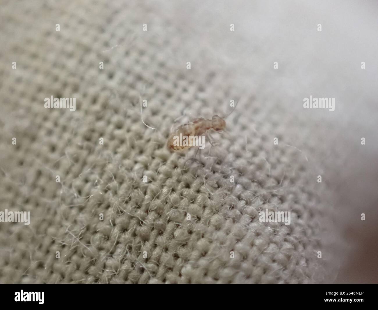 Barklice, Booklice, and Parasitic Lice (Psocodea Stock Photo - Alamy