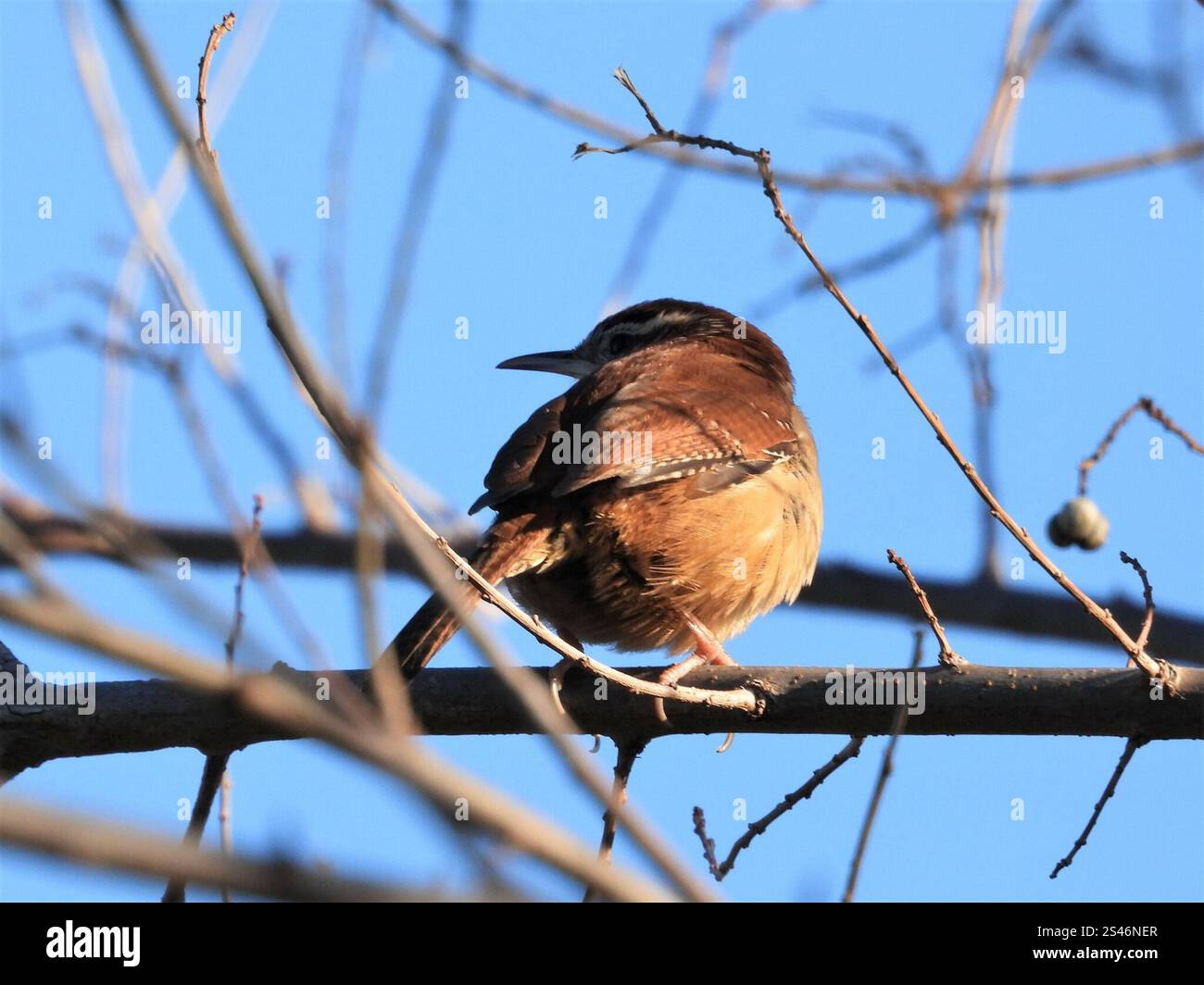 Carolina Wren (Thryothorus ludovicianus Stock Photo - Alamy