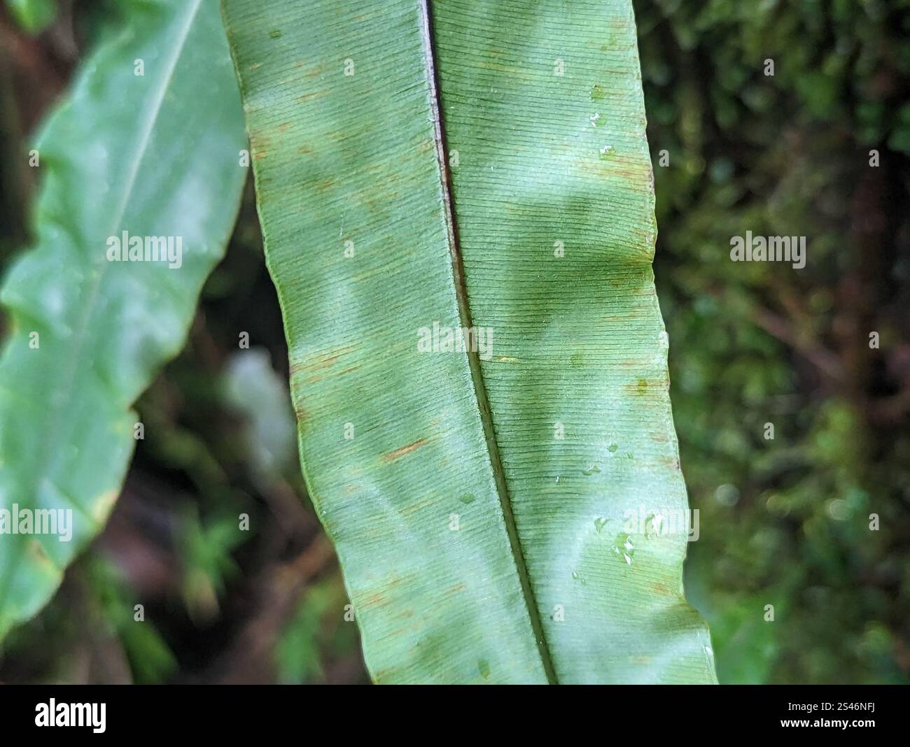 Oleander Fern (Oleandra articulata Stock Photo - Alamy