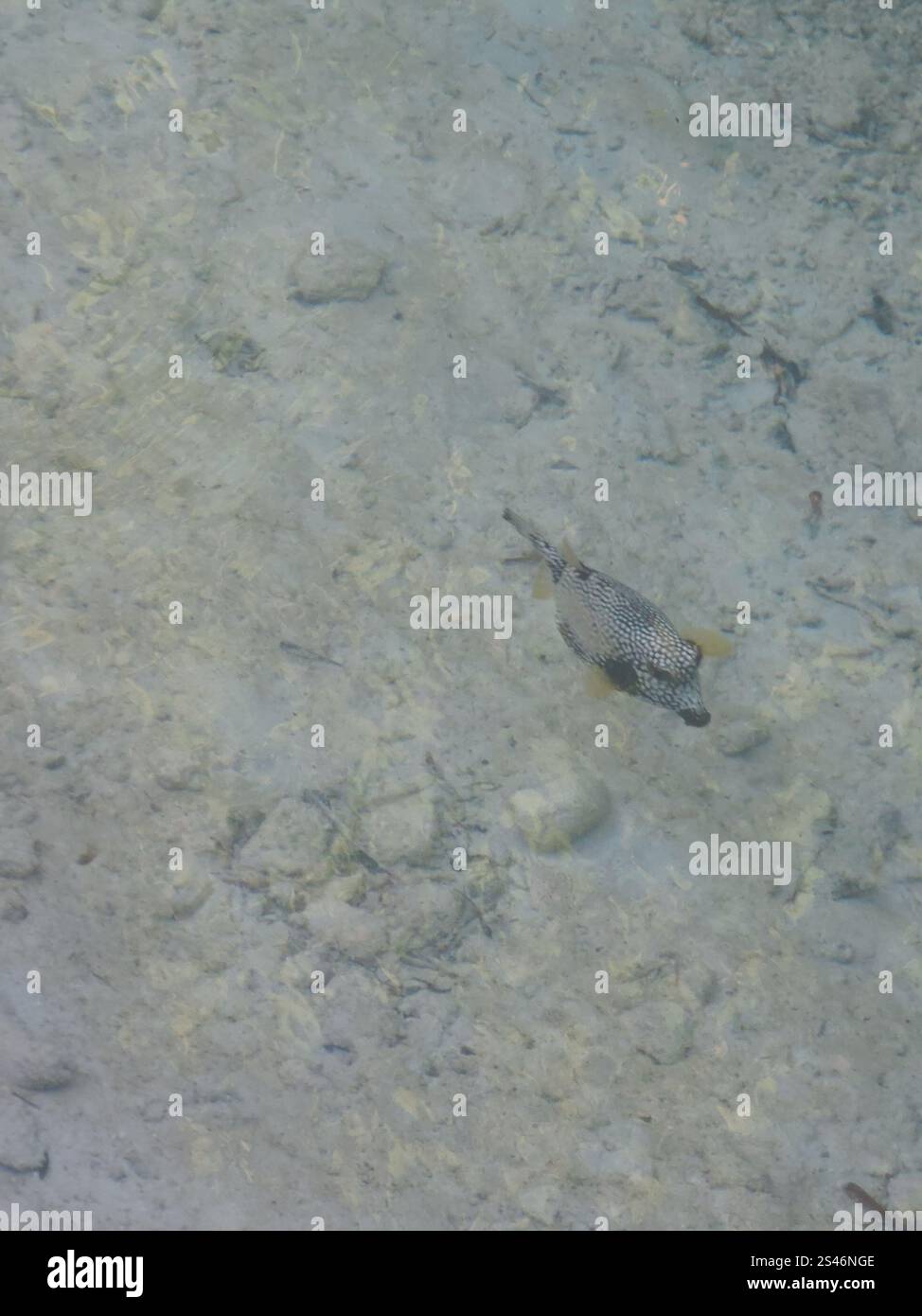 Smooth Trunkfish (Lactophrys triqueter Stock Photo - Alamy