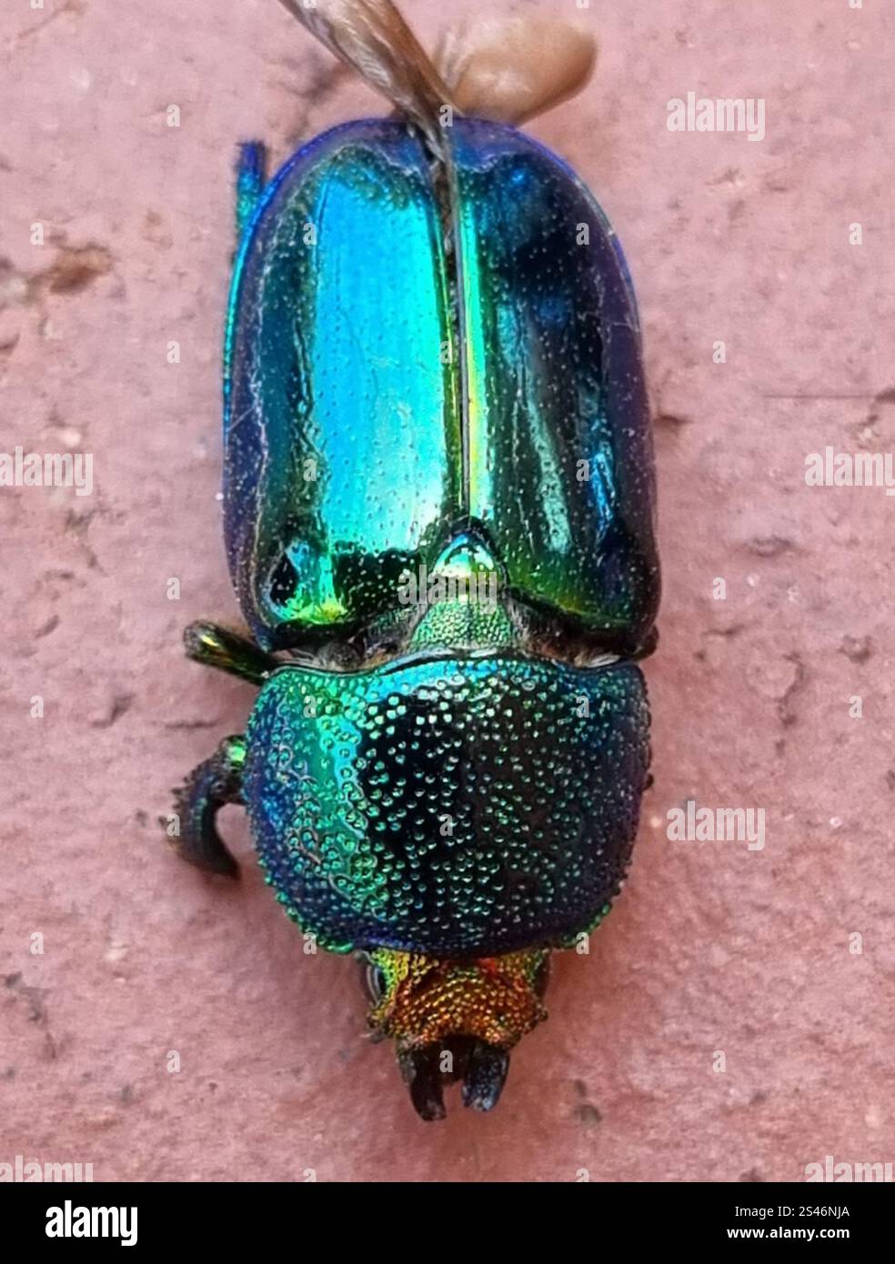 Golden Stag Beetle (Lamprima aurata Stock Photo - Alamy