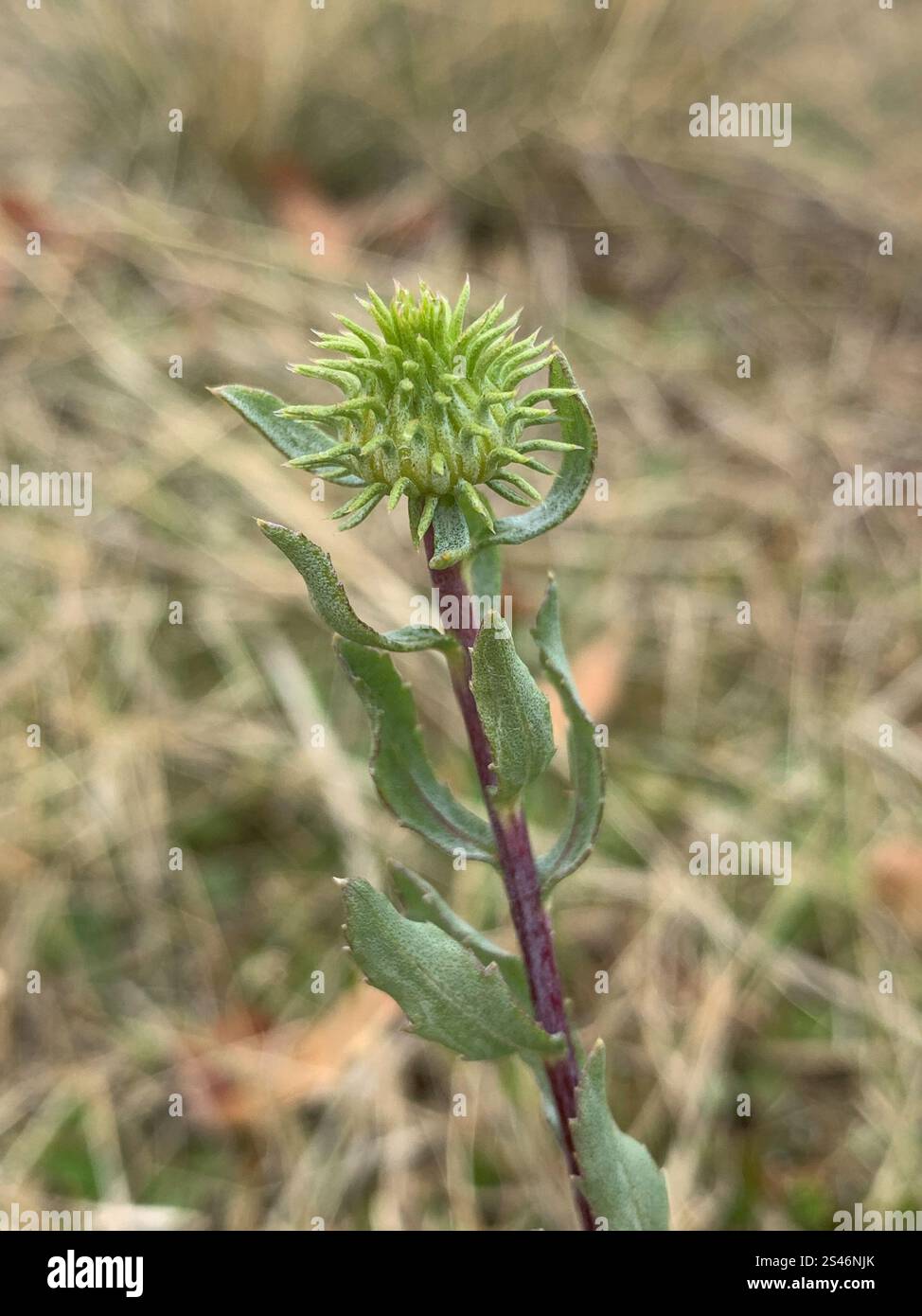 Great Valley gumweed (Grindelia camporum Stock Photo - Alamy