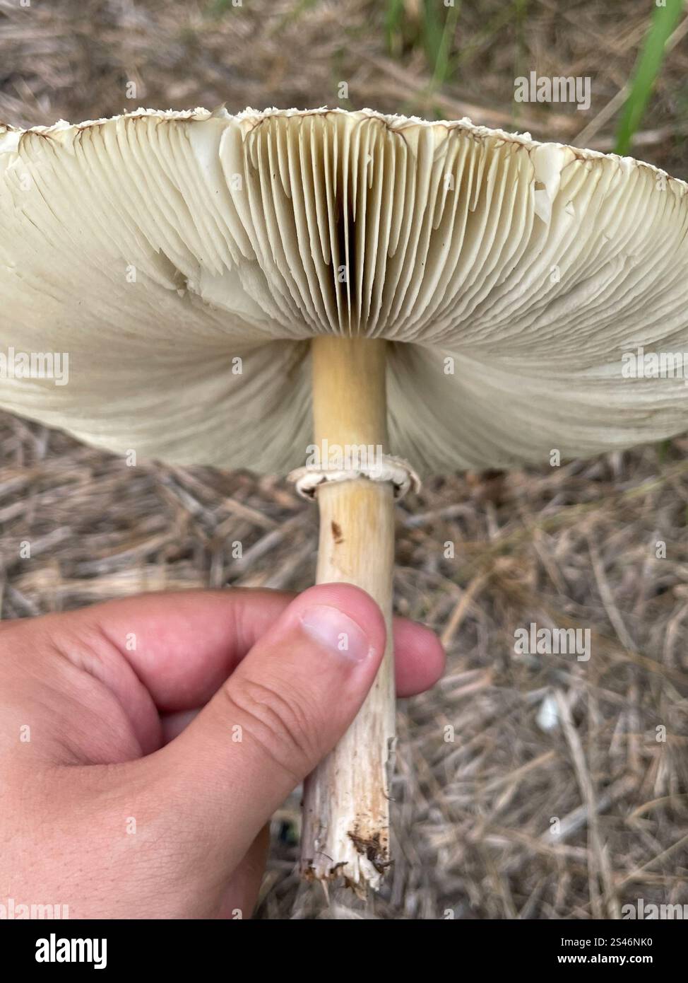 green-spored parasol (Chlorophyllum molybdites Stock Photo - Alamy