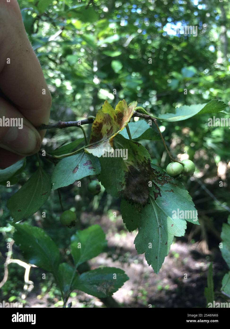 green hawthorn (Crataegus viridis Stock Photo - Alamy