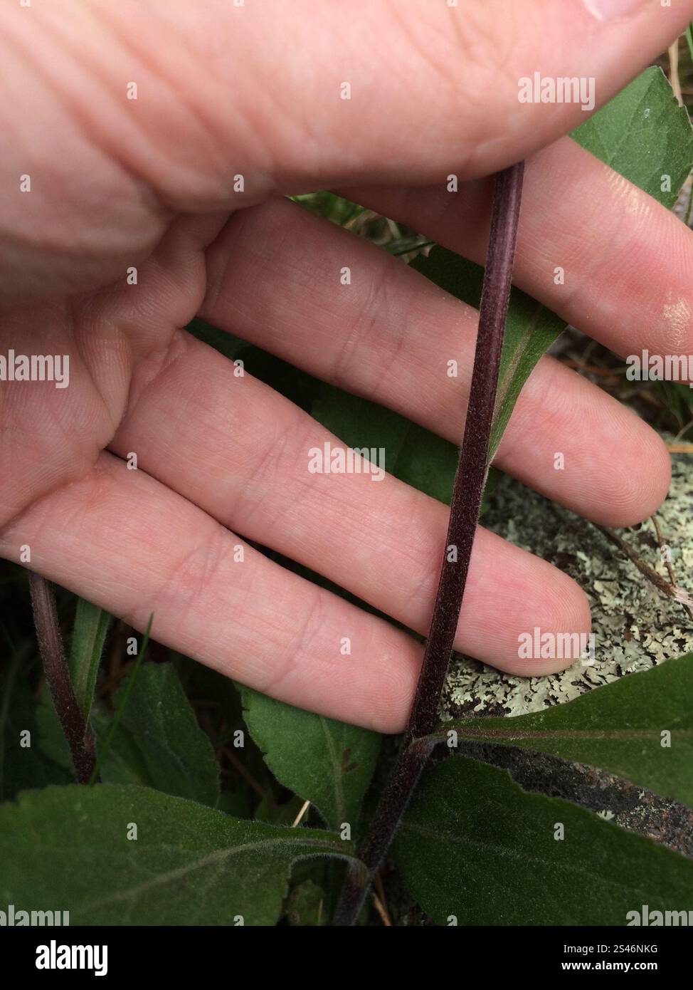 Hairy Goldenrod (Solidago hispida Stock Photo - Alamy