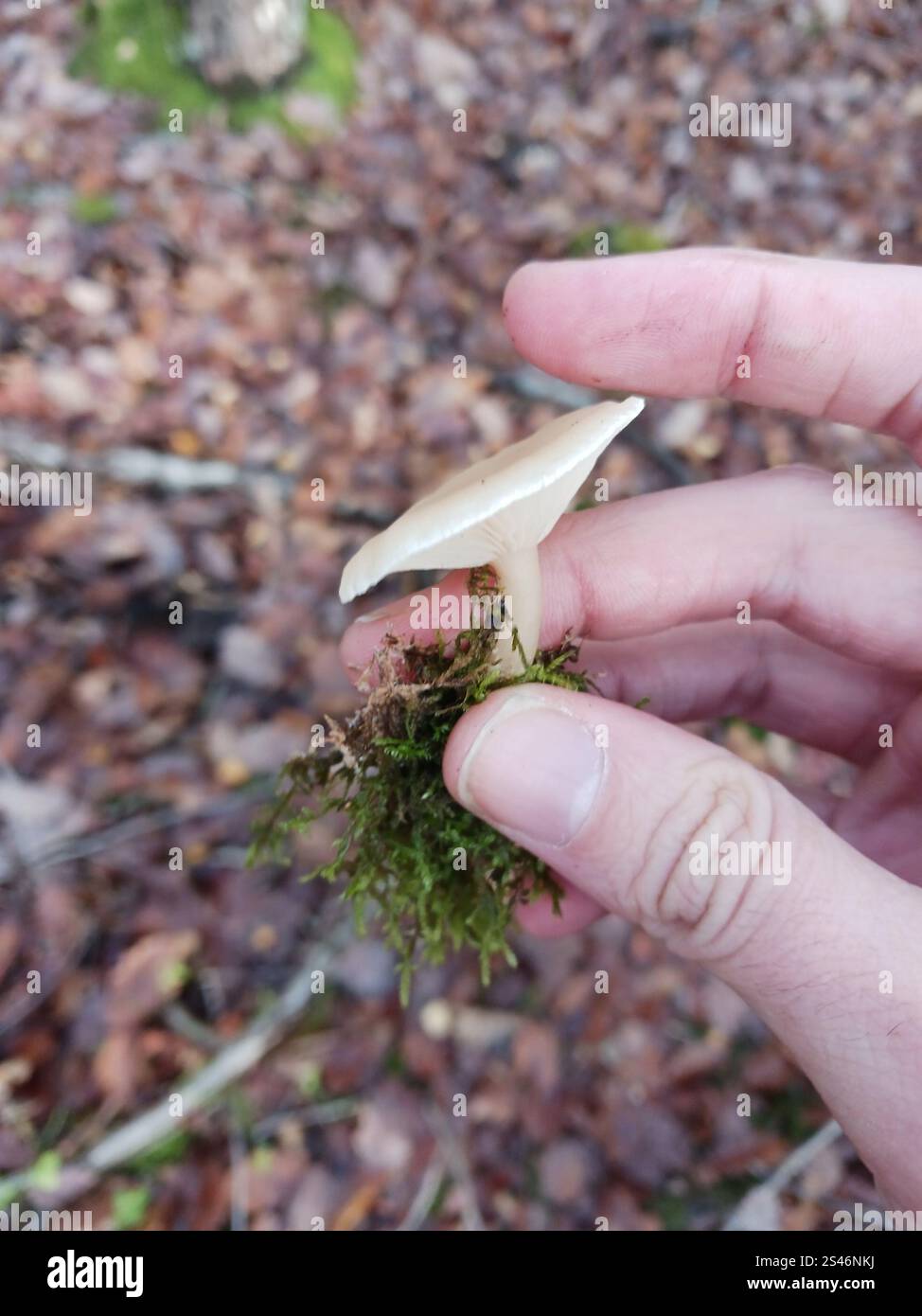 Fragrant Funnel (Clitocybe fragrans Stock Photo - Alamy