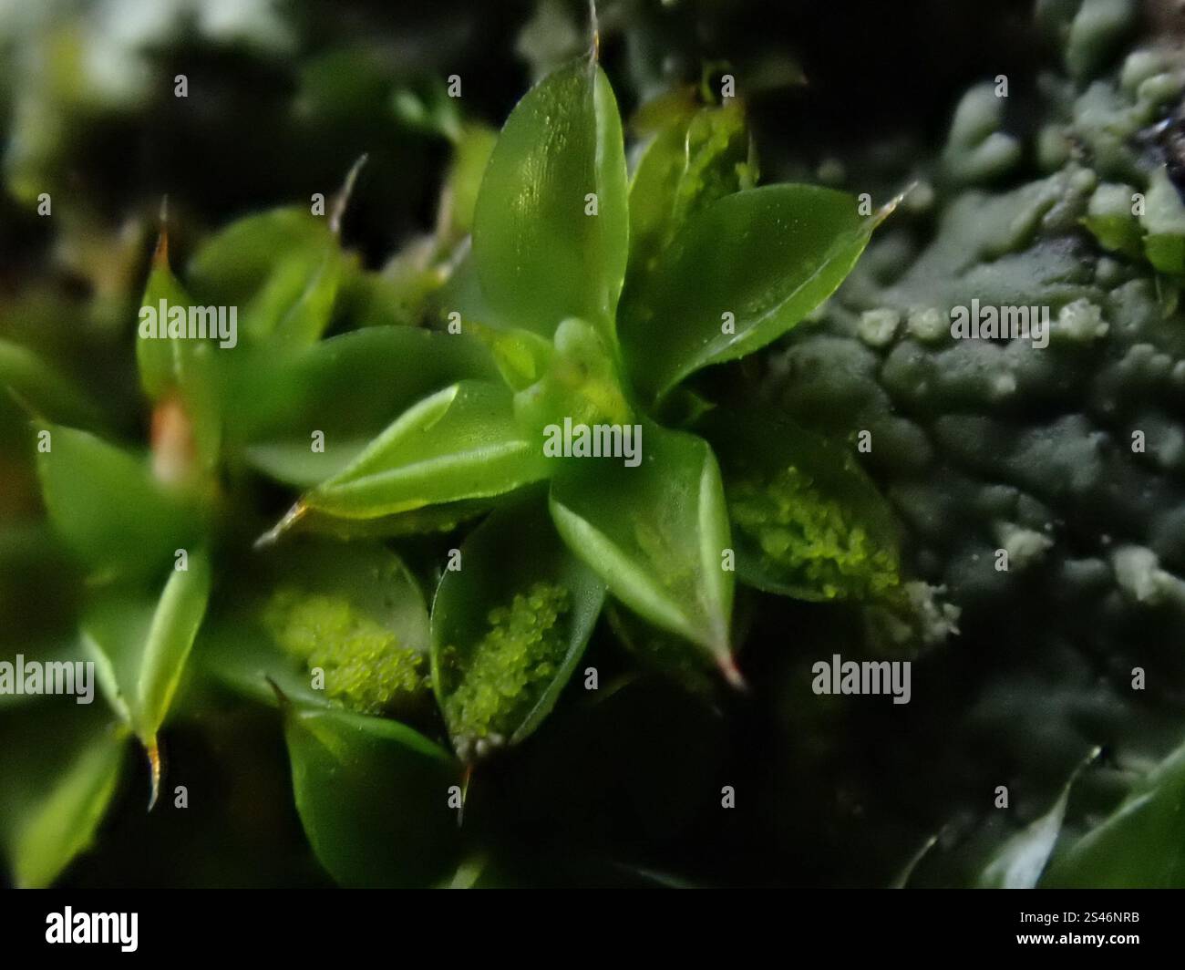 Marbled Screw-moss (Syntrichia papillosa Stock Photo - Alamy