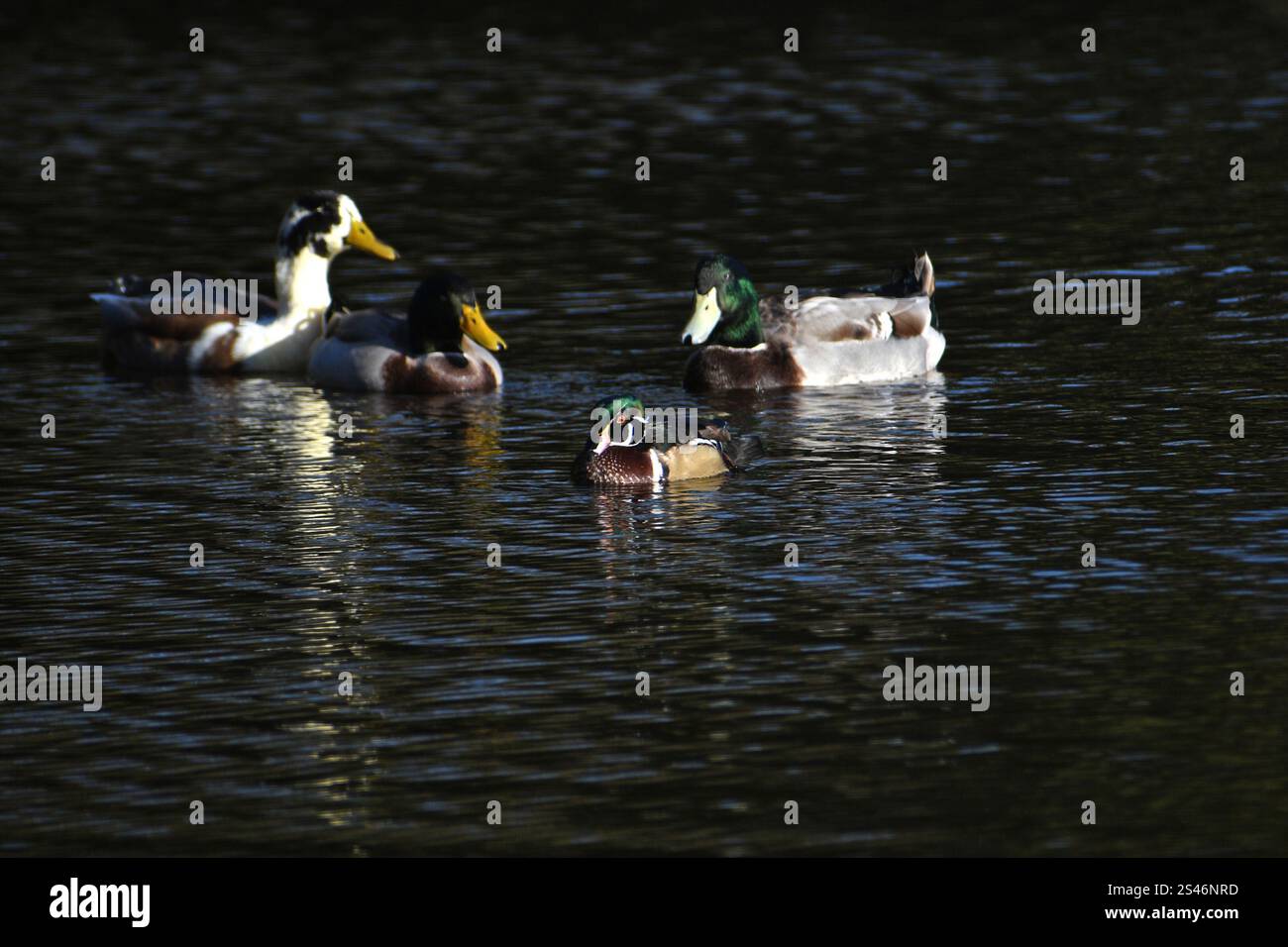 Wood Duck (Aix sponsa Stock Photo - Alamy