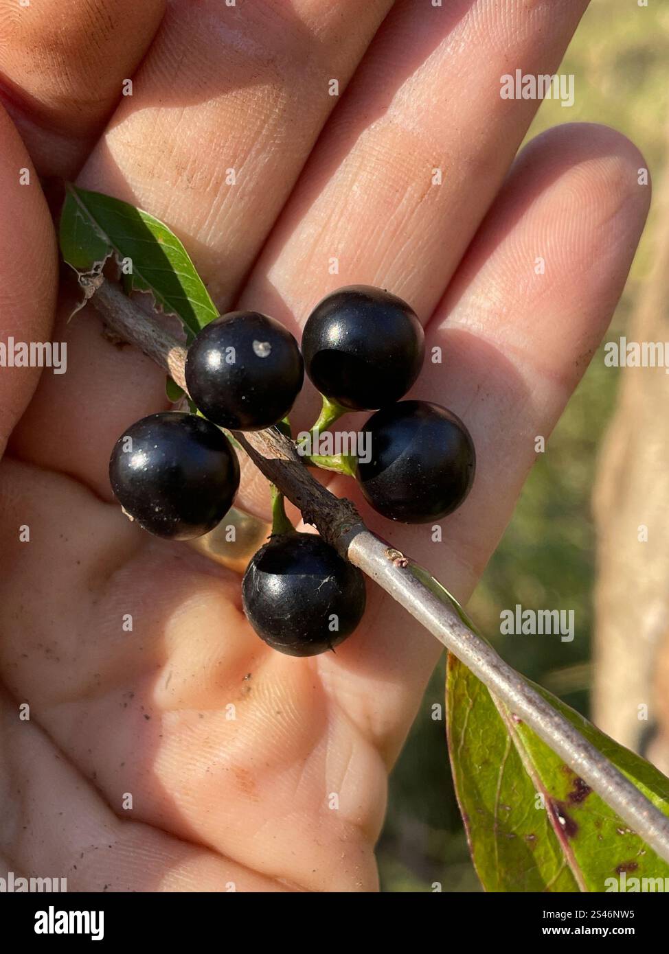 Buckthorn Bully (Sideroxylon lycioides Stock Photo - Alamy