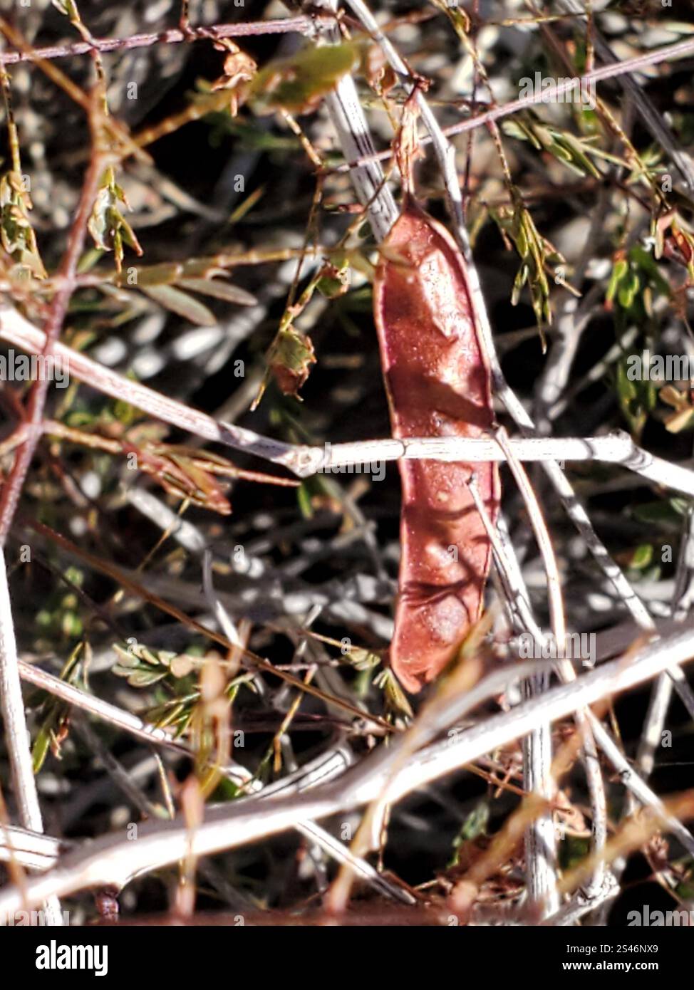 prairie acacia (Acaciella angustissima Stock Photo - Alamy