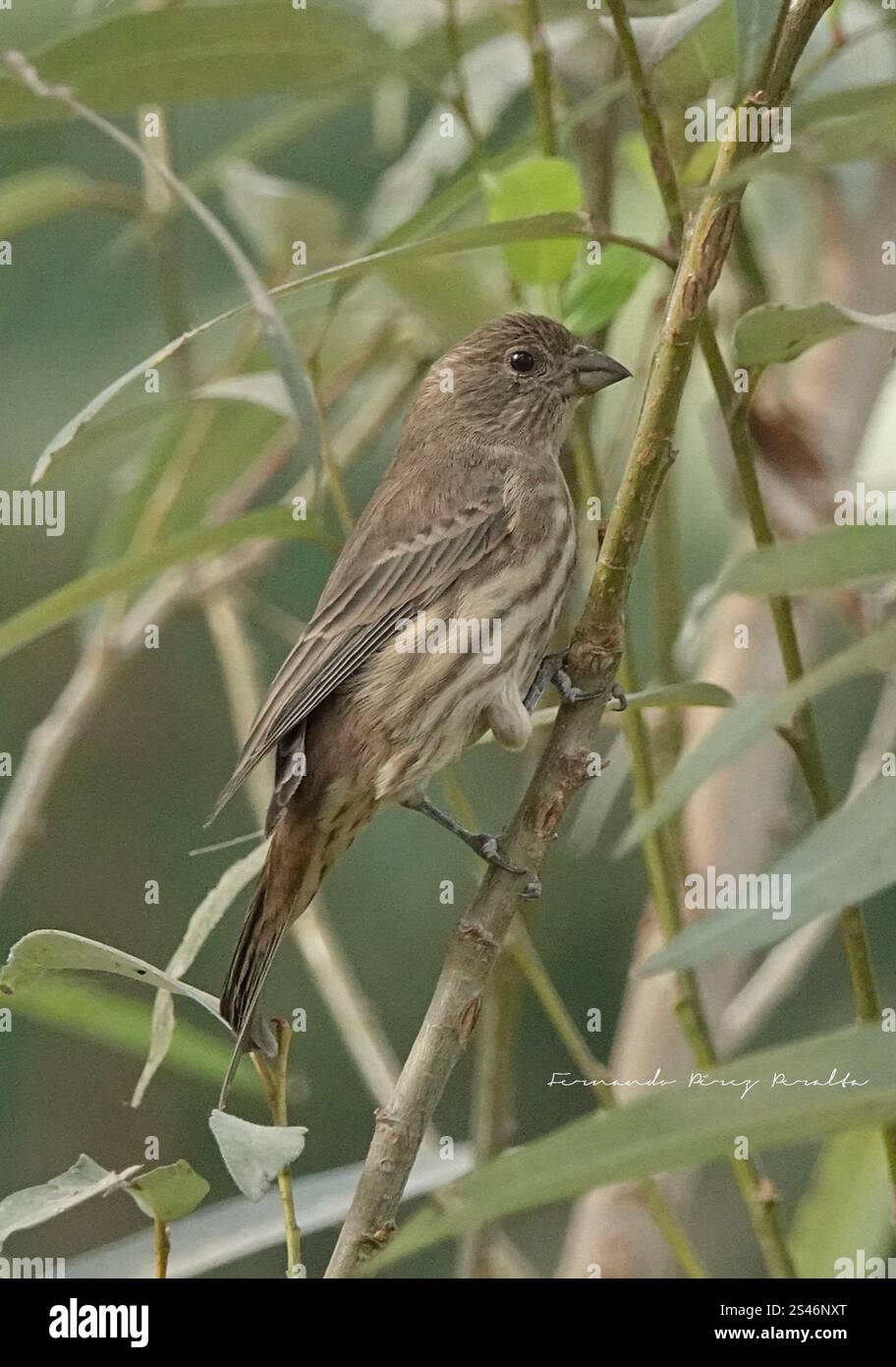 House Finch (Haemorhous mexicanus Stock Photo - Alamy