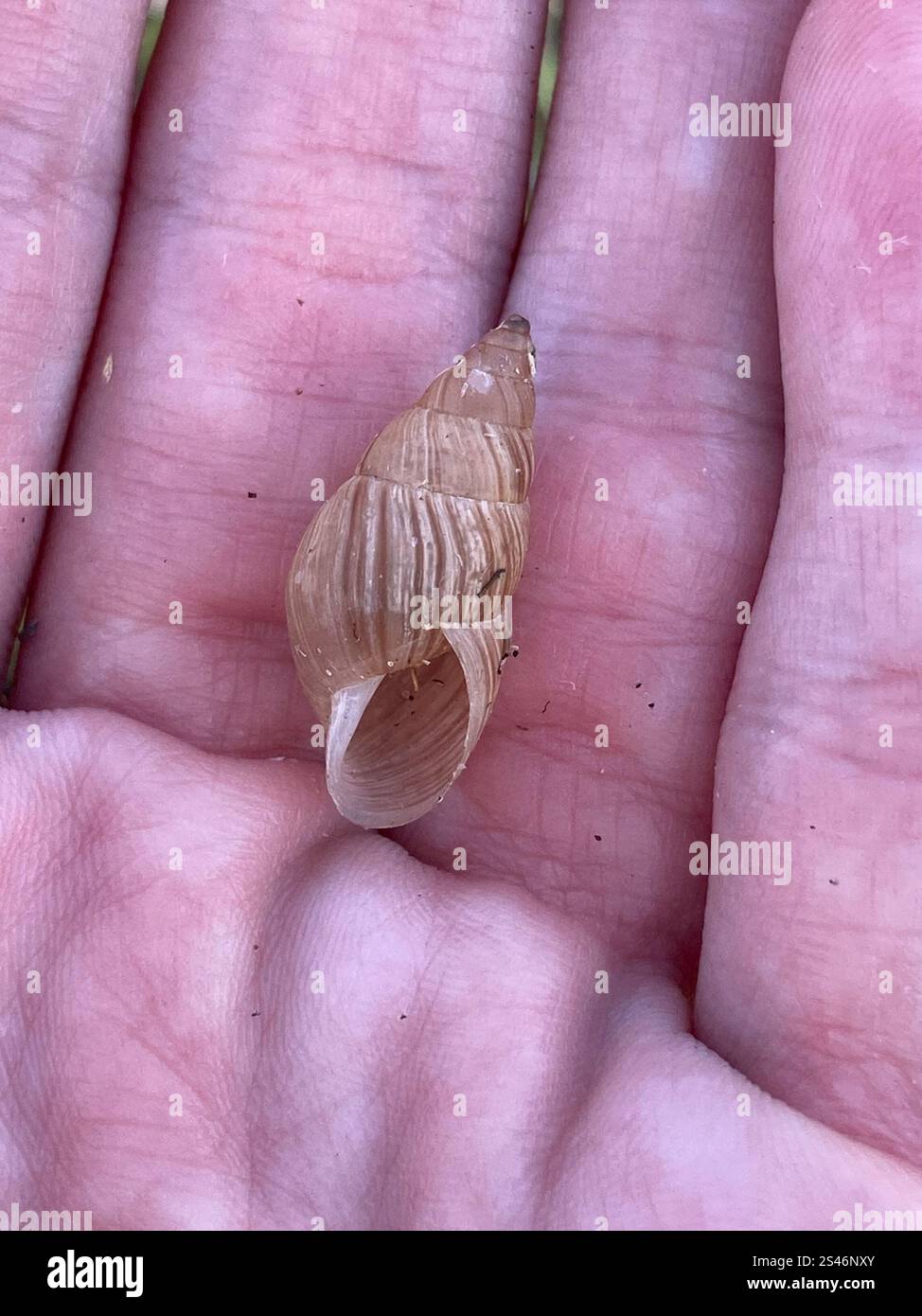 Ghost Bulimulus (Bulimulus bonariensis Stock Photo - Alamy