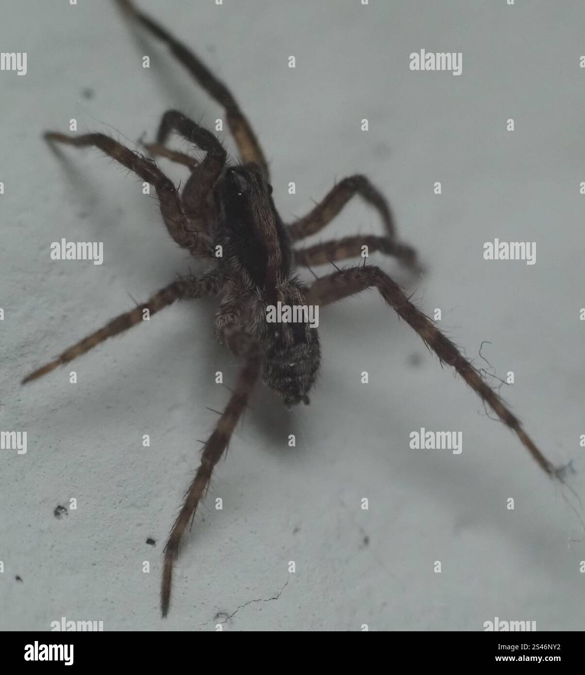 Brush-legged Spiders (Schizocosa Stock Photo - Alamy