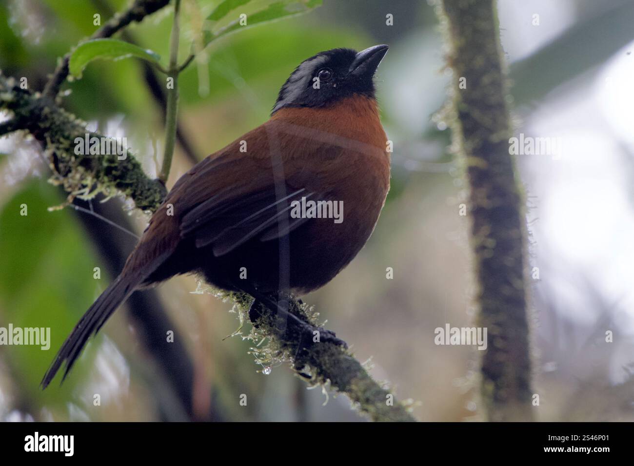 Tanager Finch (Oreothraupis arremonops Stock Photo - Alamy