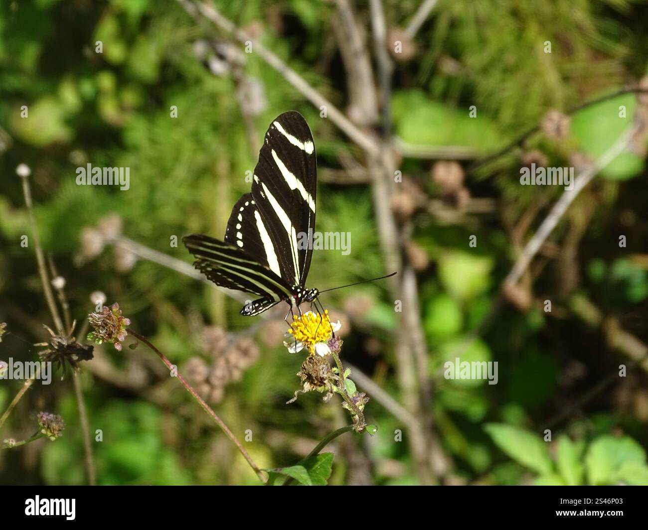 Zebra Longwing (Heliconius charithonia Stock Photo - Alamy