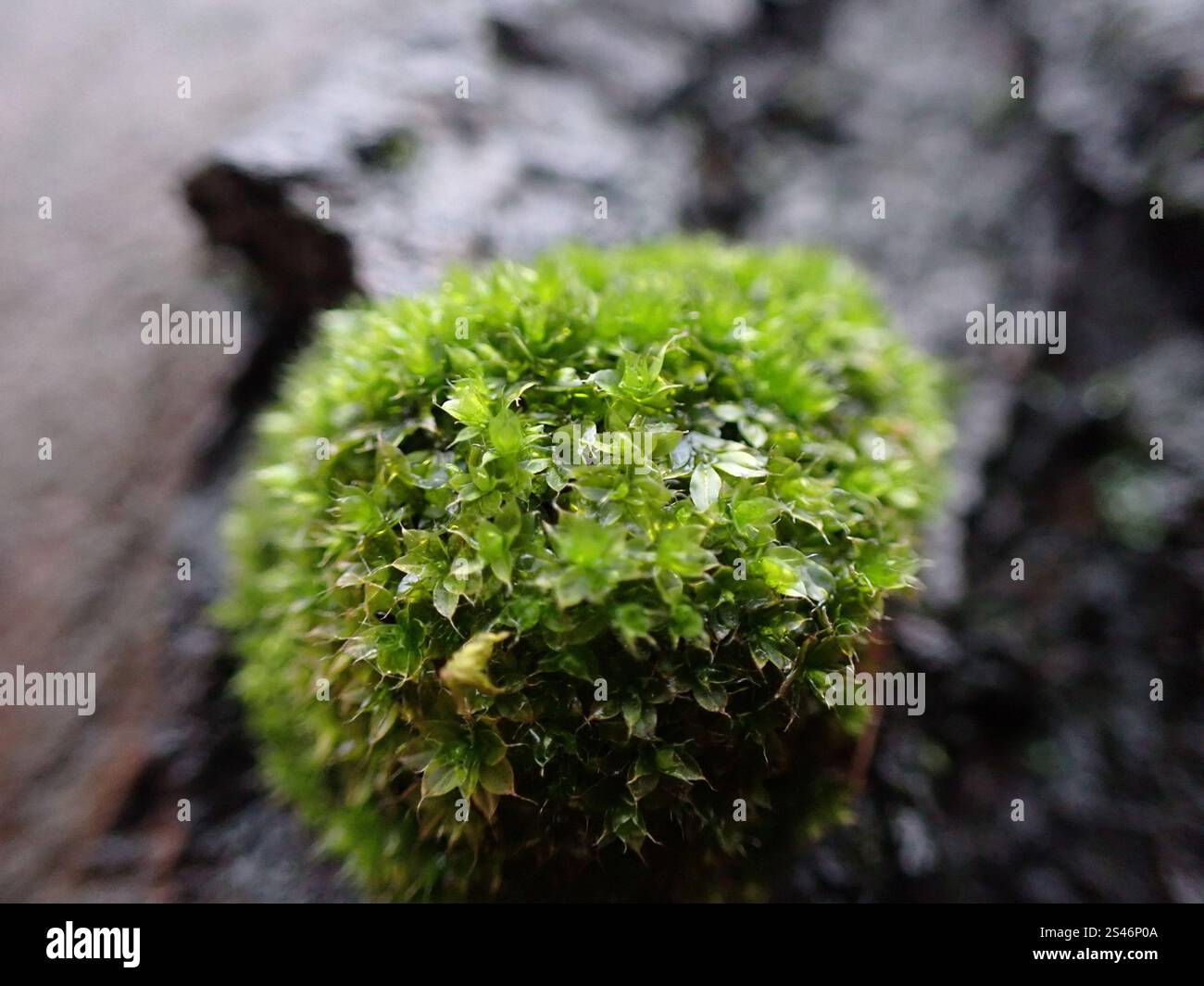 Capillary Thread-moss (Ptychostomum capillare Stock Photo - Alamy