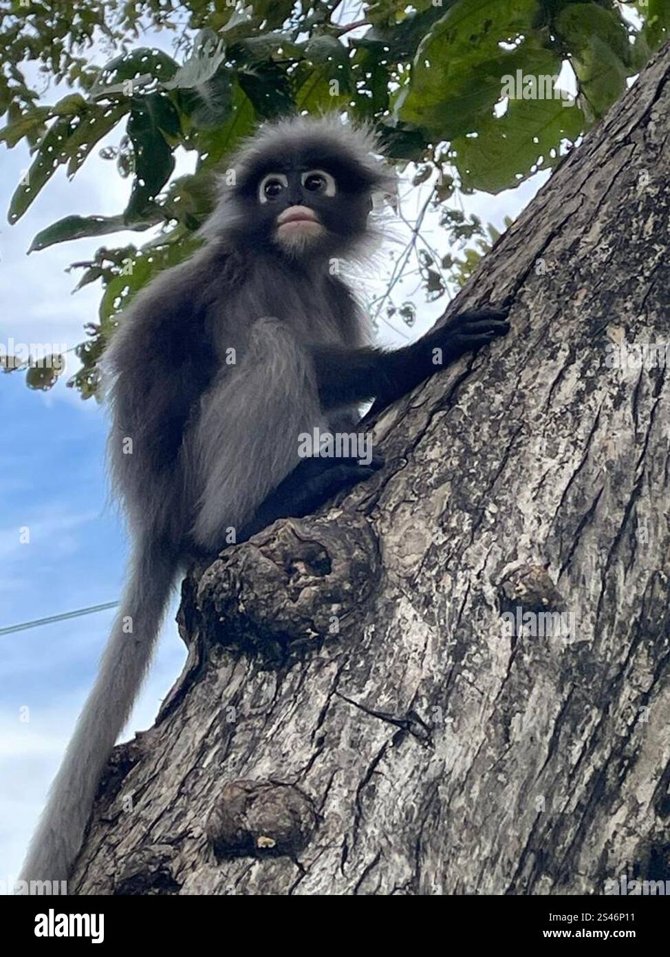 Dusky Leaf Monkey (Trachypithecus obscurus Stock Photo - Alamy