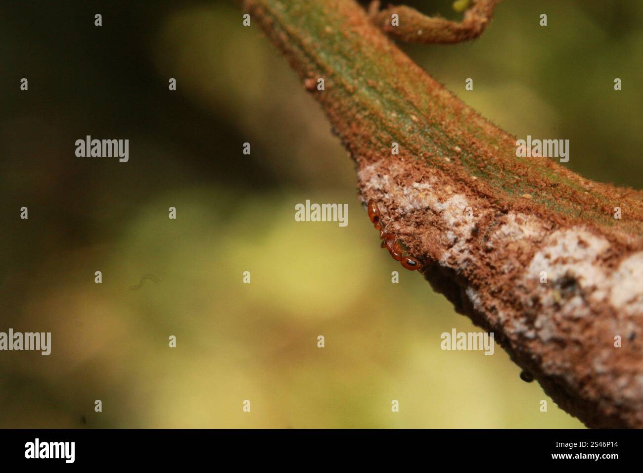 Simple Twig Ant (Pseudomyrmex simplex Stock Photo - Alamy