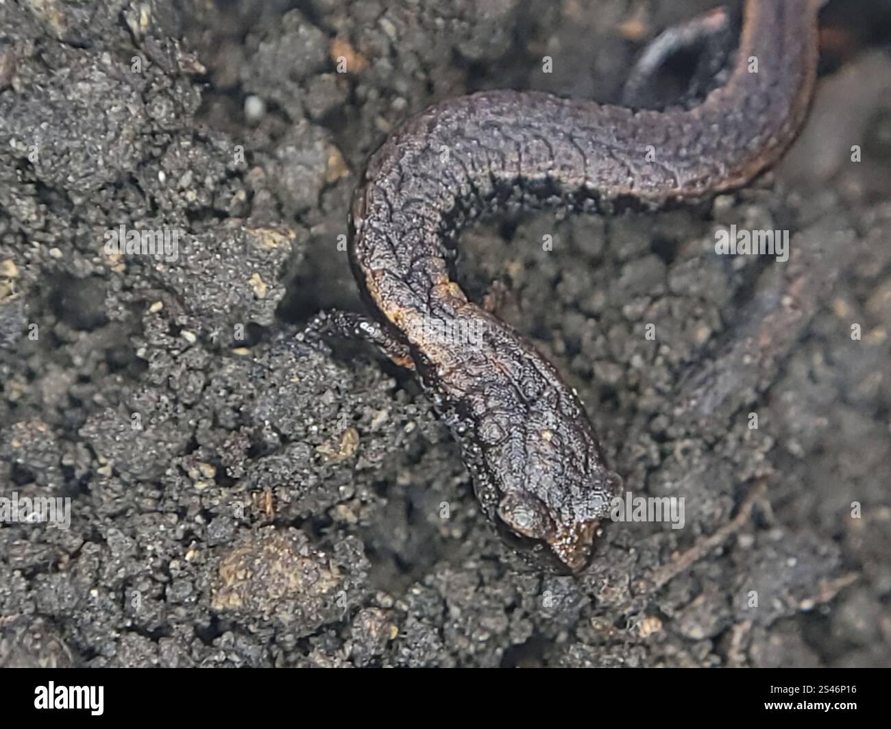 California Slender Salamander (Batrachoseps attenuatus Stock Photo - Alamy