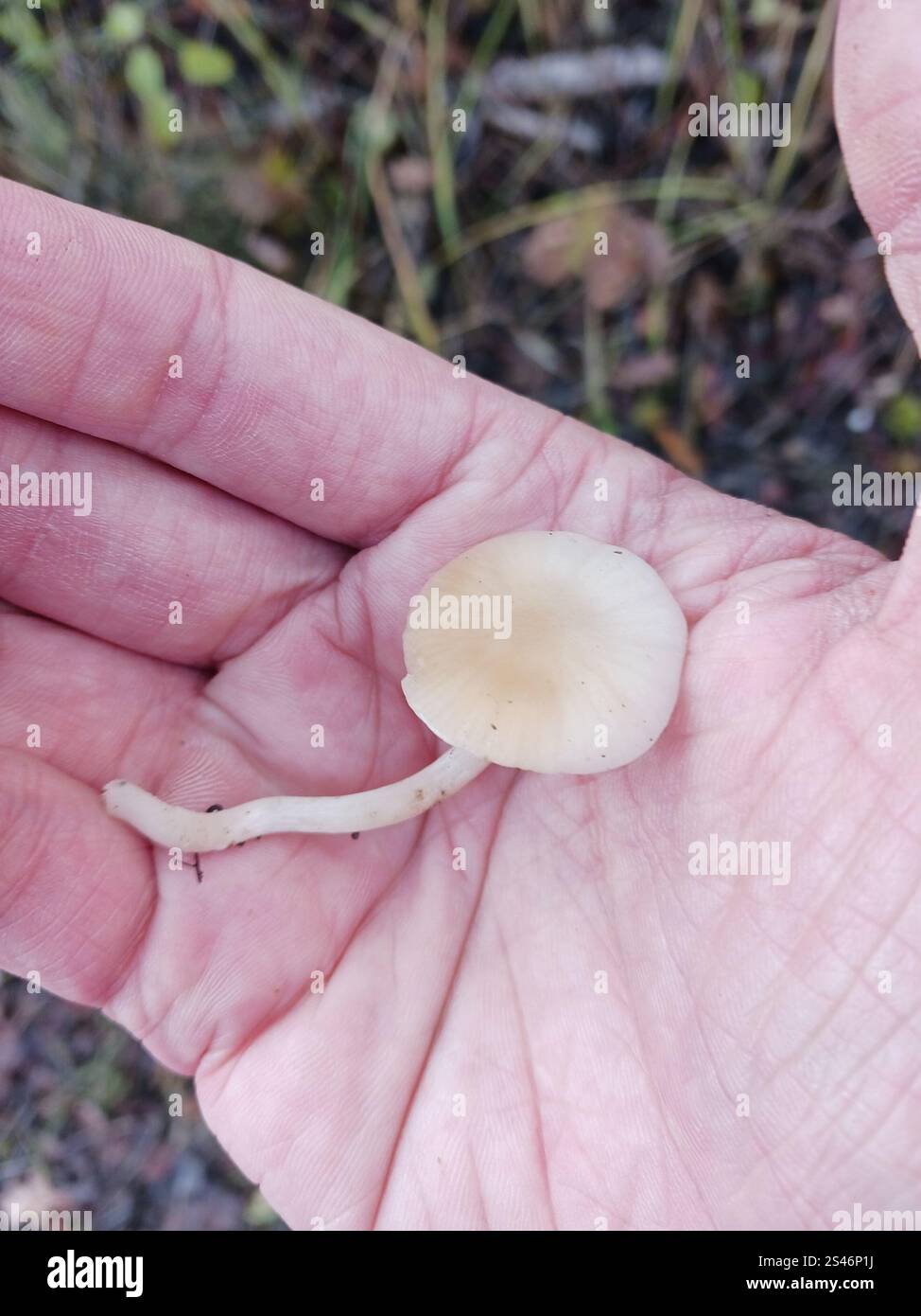 Snowy Waxcap (Cuphophyllus virgineus Stock Photo - Alamy