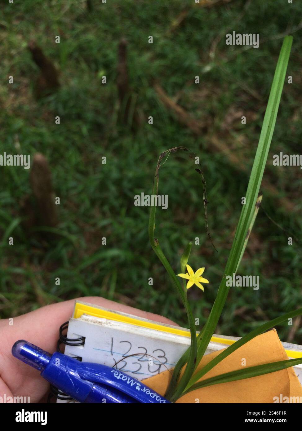 swamp star grass (Hypoxis curtissii Stock Photo - Alamy