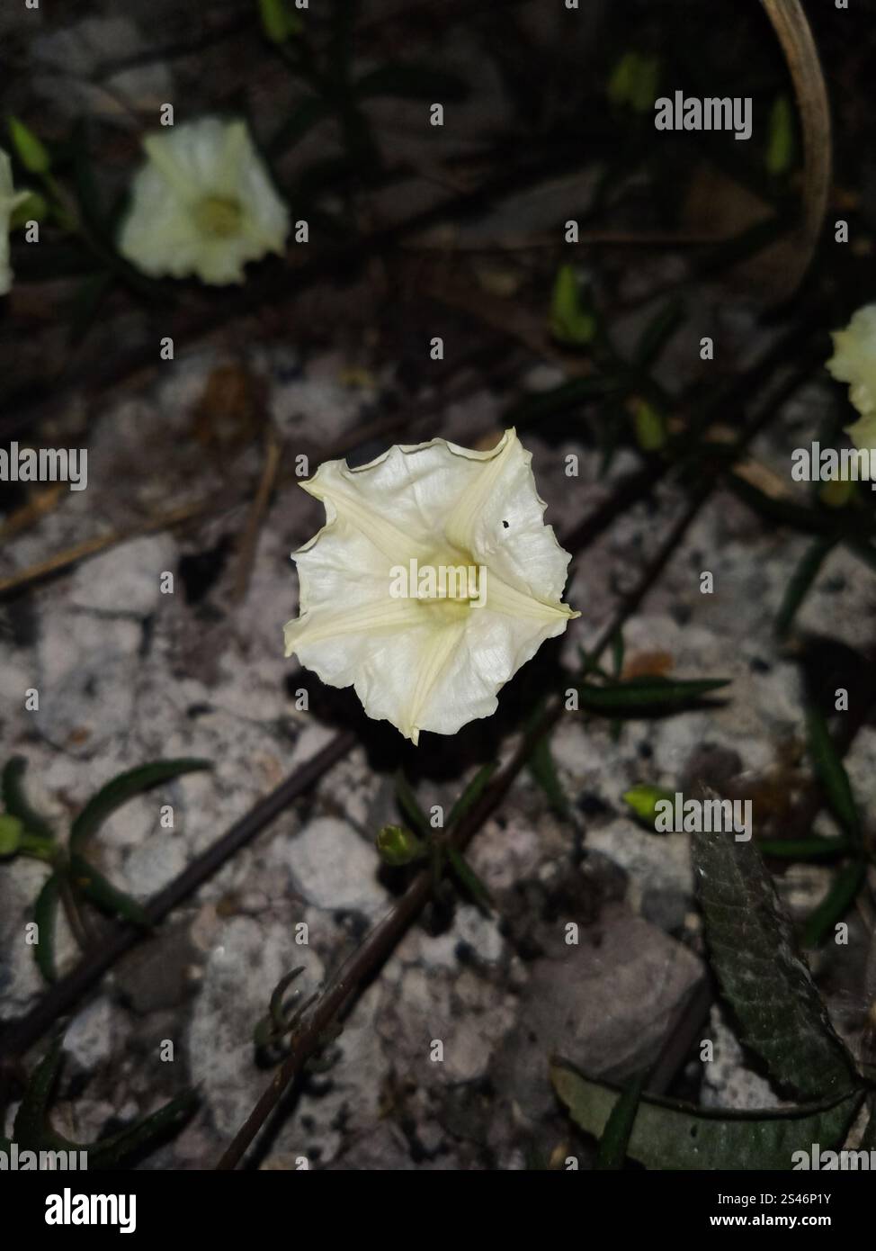 Rock Rosemary (Distimake quinquefolius Stock Photo - Alamy