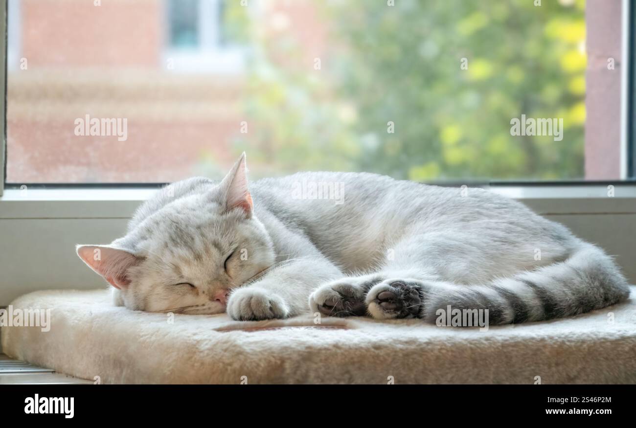 Black cat lying on windowsill hi-res stock photography and images - Alamy