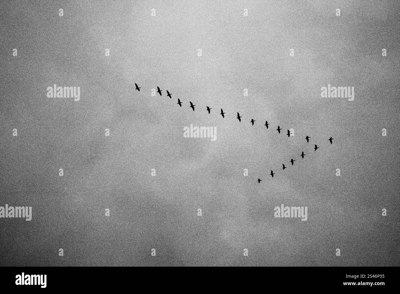 Flock of birds in arrow formation in abstract artistic black and white ...