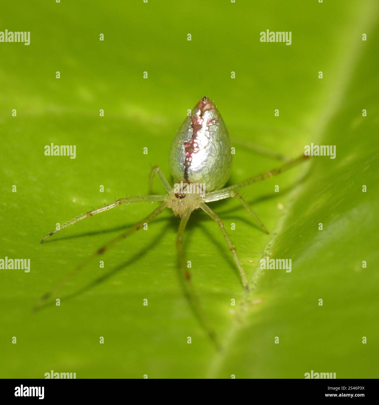 Mirror-ball Spiders (Thwaitesia Stock Photo - Alamy