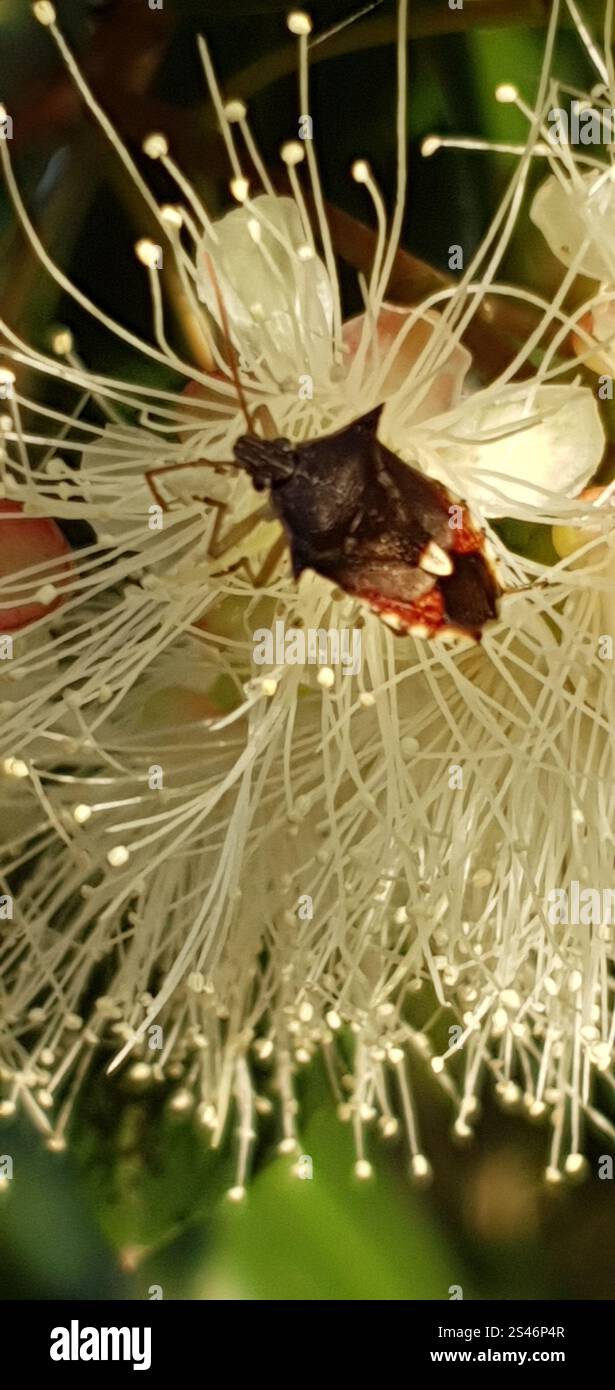 Schellenberg's soldier bug (Oechalia schellenbergii Stock Photo - Alamy