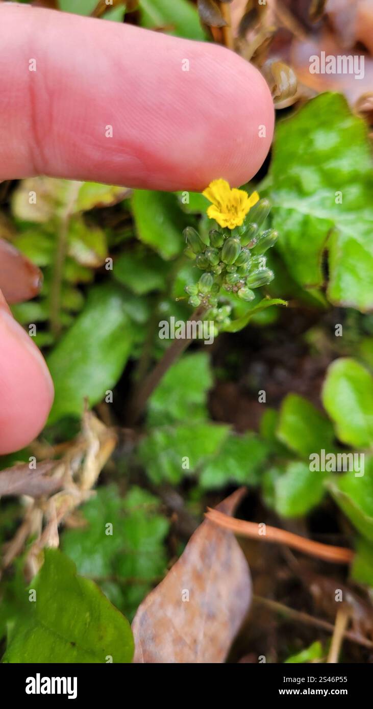 Oriental false hawksbeard (Youngia japonica Stock Photo - Alamy