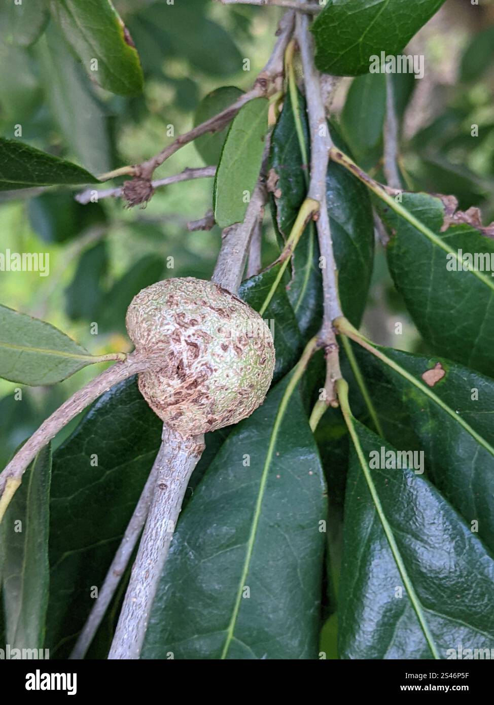 Southern Live Oak Stem Gall Wasp (Callirhytis quercusbatatoides Stock ...
