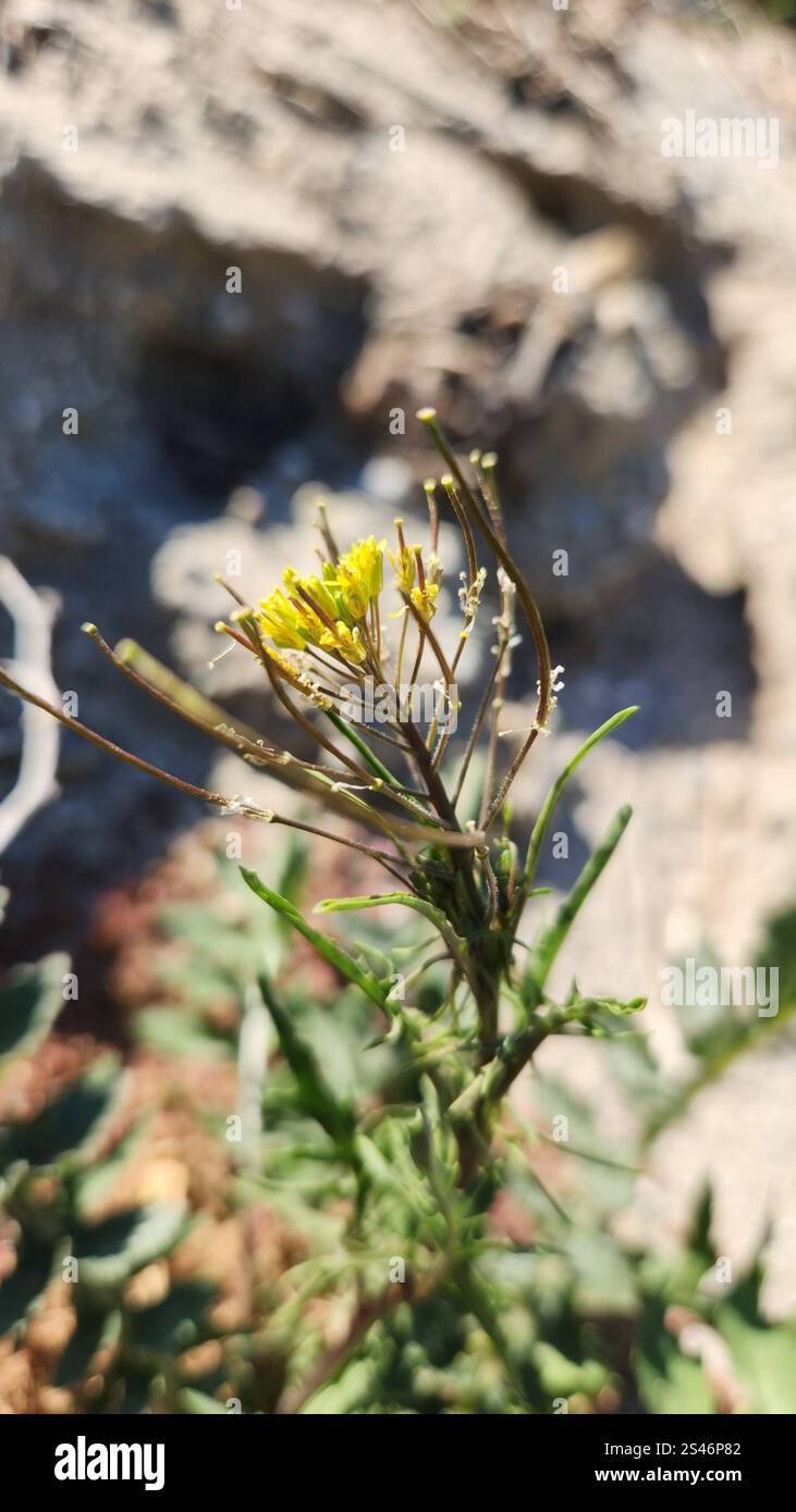 London rocket (Sisymbrium irio Stock Photo - Alamy