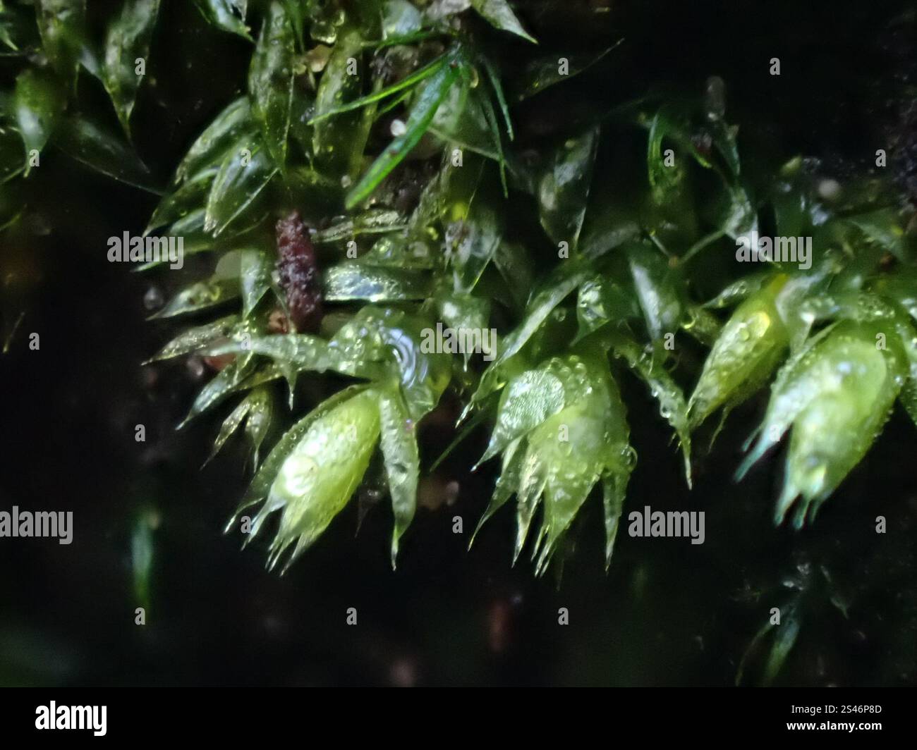 Clustered Feather-moss (Rhynchostegium confertum Stock Photo - Alamy