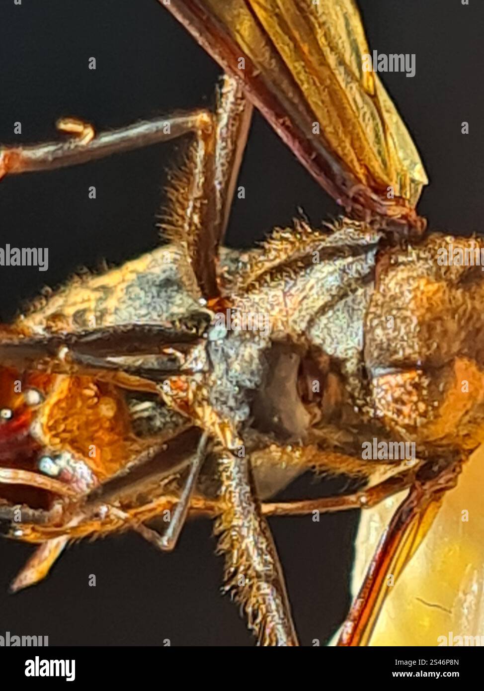 Ants, Bees, Wasps, and Sawflies (Hymenoptera Stock Photo - Alamy