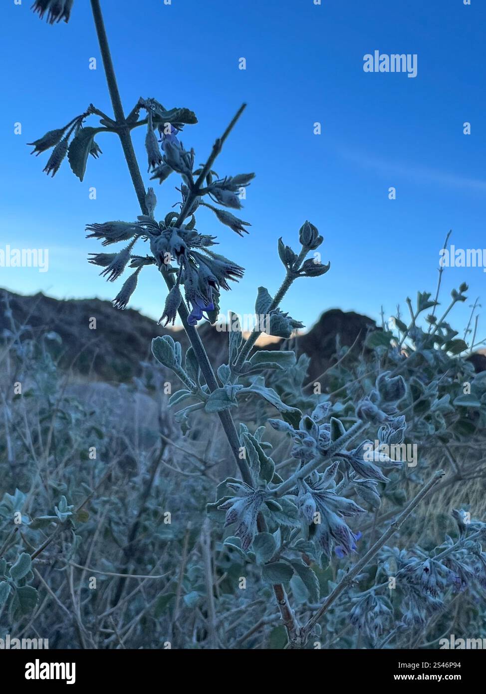desert lavender (Condea emoryi Stock Photo - Alamy