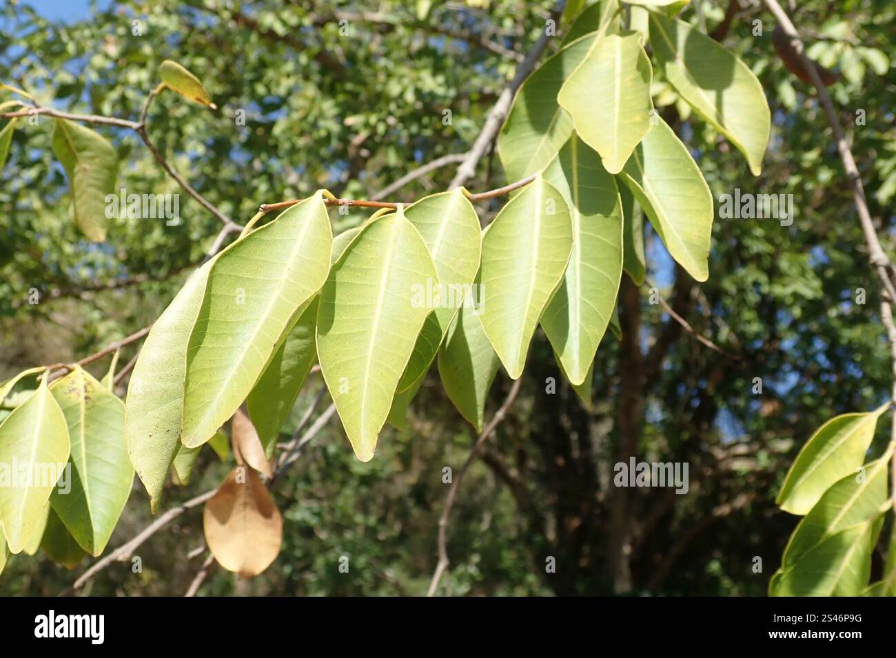 wild-rubber (Diplorhynchus condylocarpon Stock Photo - Alamy