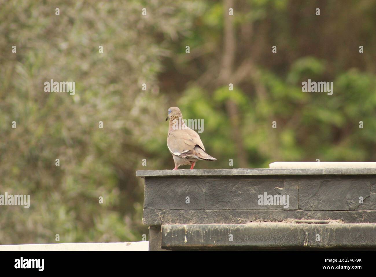 West peruvian dove hi-res stock photography and images - Alamy