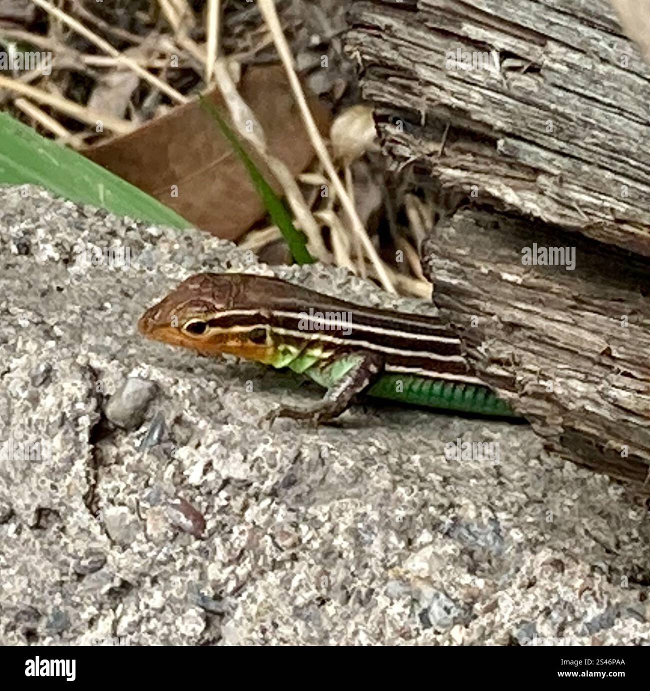Rainbow whiptails (Cnemidophorus Stock Photo - Alamy