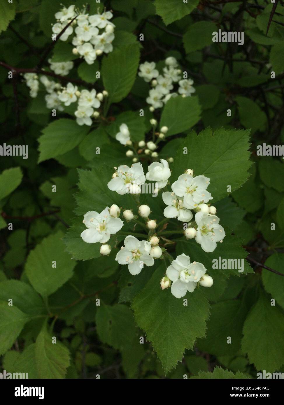 Large-thorn hawthorn (Crataegus macracantha Stock Photo - Alamy