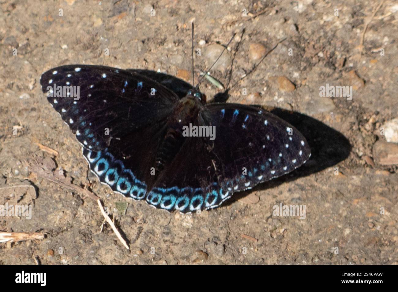 Popinjay (Stibochiona nicea Stock Photo - Alamy
