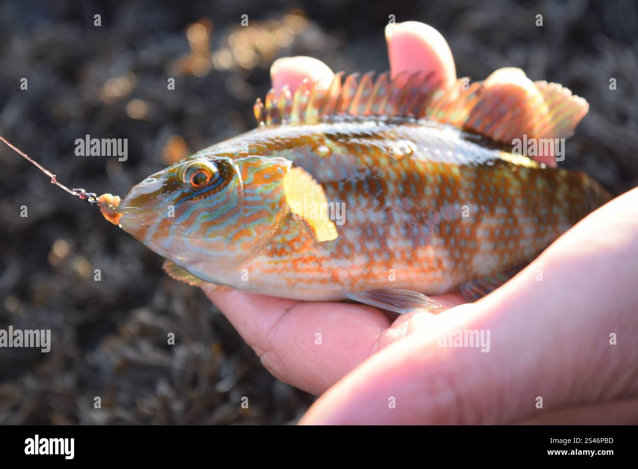 Corkwing Wrasse (Symphodus melops Stock Photo - Alamy