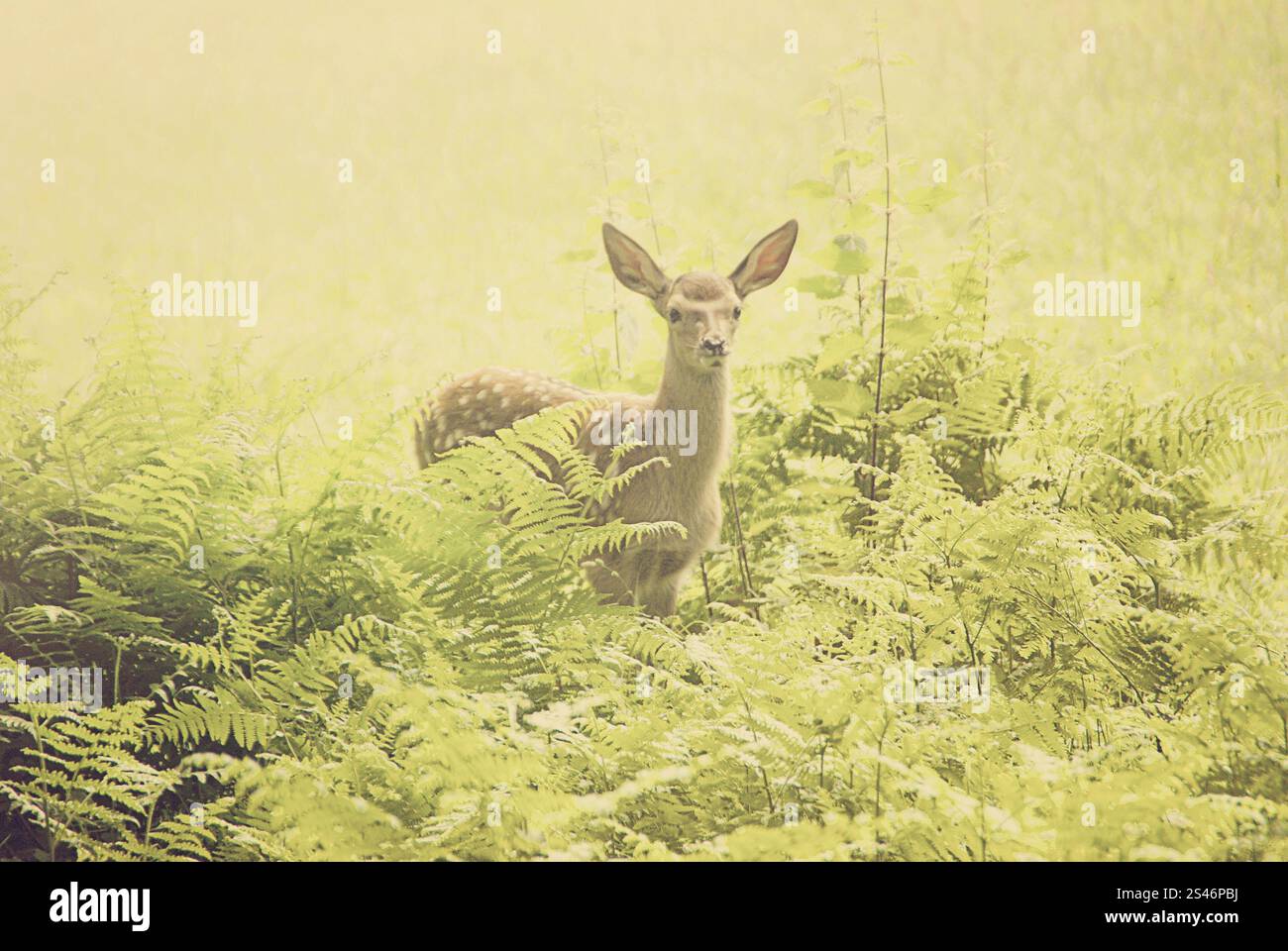 Deer in a german forest wildkife park Stock Photo - Alamy