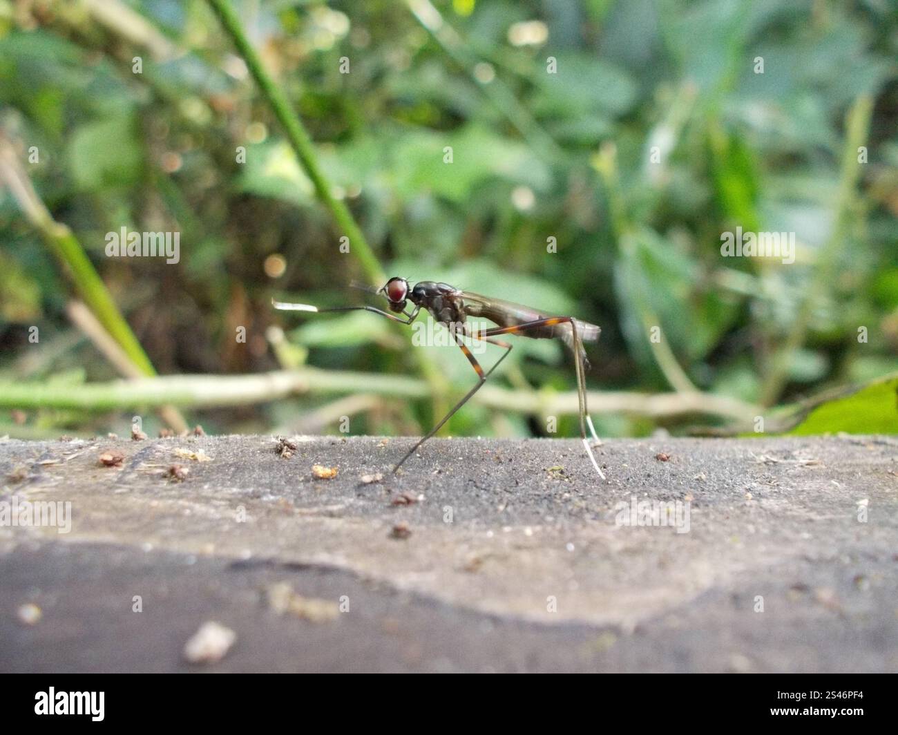 Stilt-legged Flies (Micropezidae Stock Photo - Alamy
