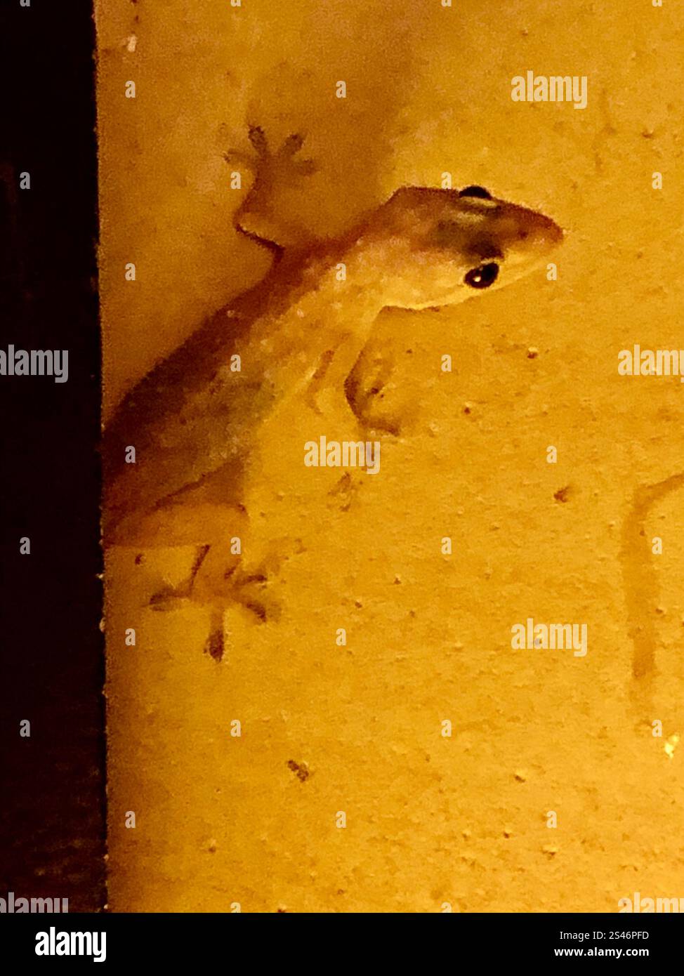 House Geckos (Hemidactylus Stock Photo - Alamy
