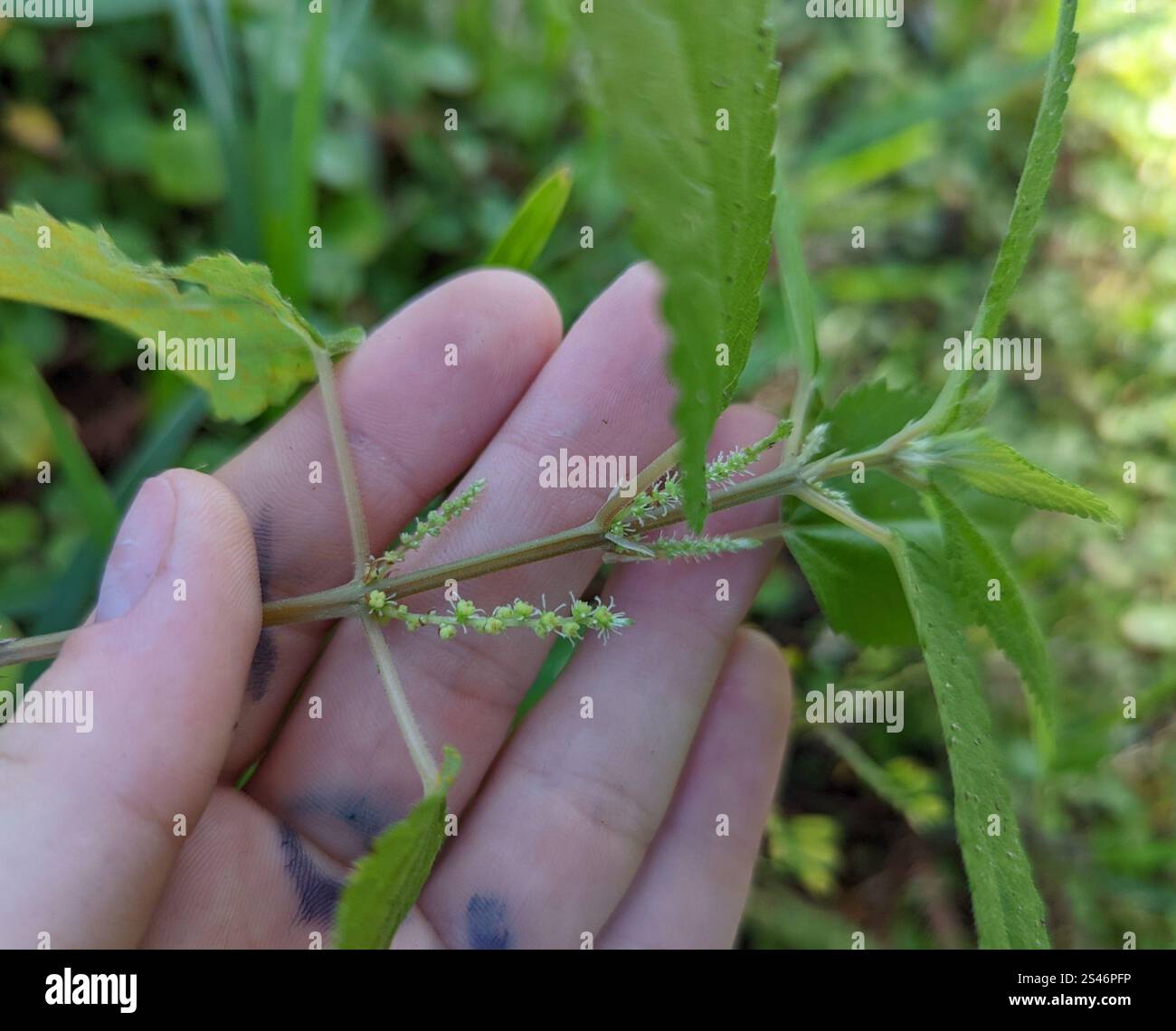 false nettle (Boehmeria cylindrica Stock Photo - Alamy